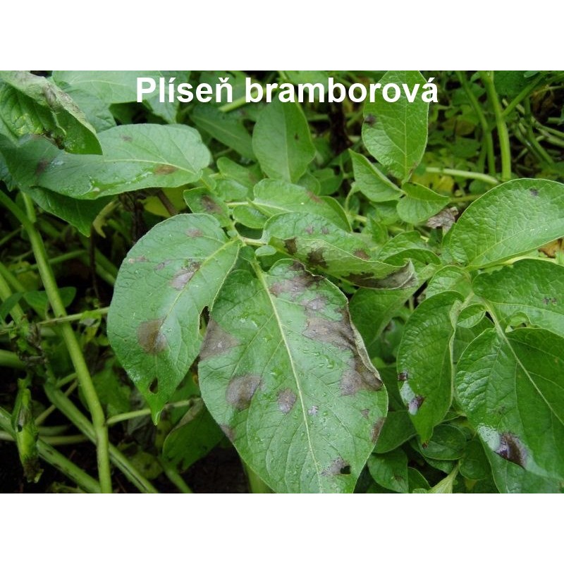 Agro Dithane DG Neotec 2x 10 g, fungicid :: growmarket.cz