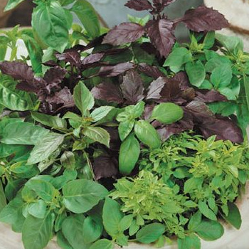 Semínka bylinek pro domácí pěstování | growmarket.cz