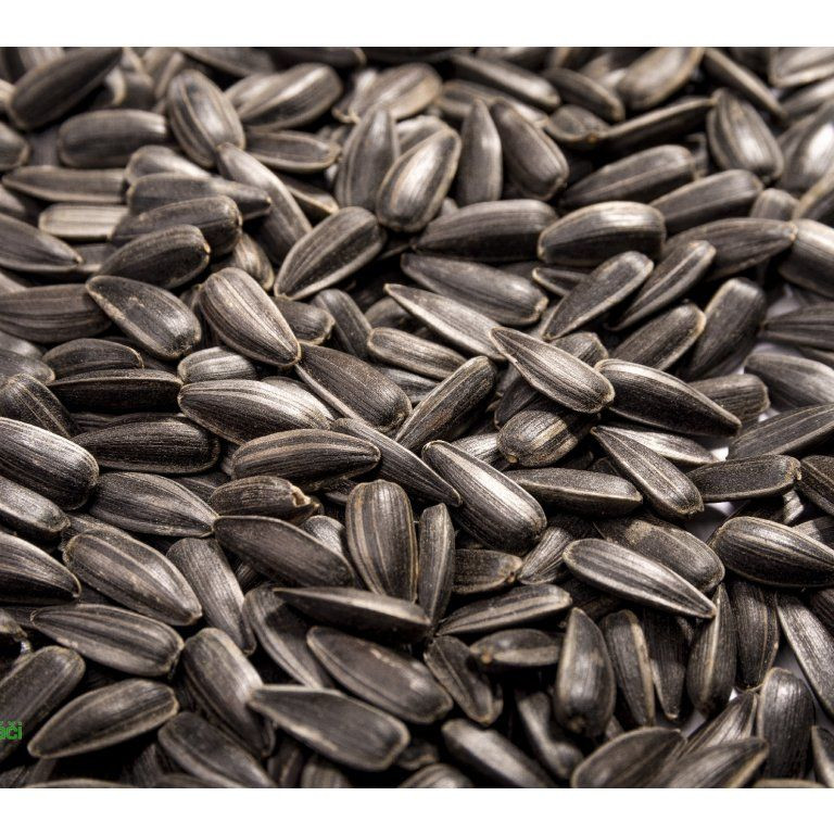 Slnečnica ročná na mikrozeleninu, 100 g :: growmarket.sk